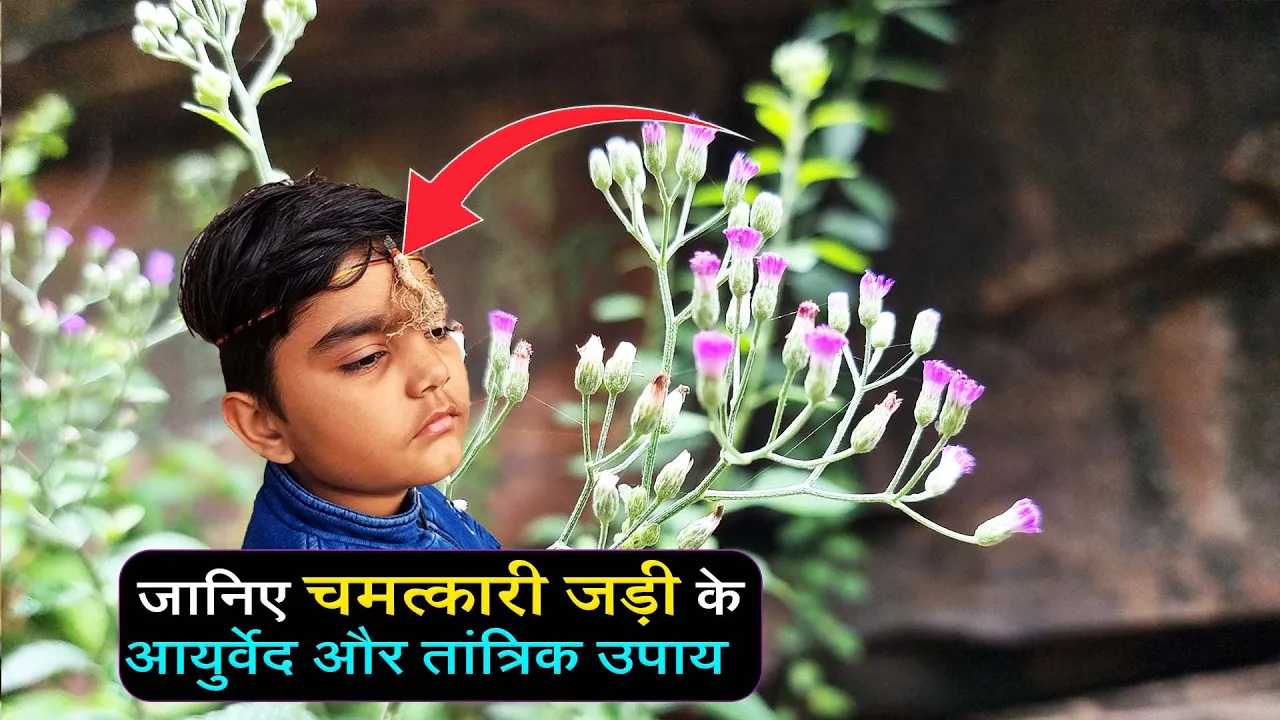सहदेवी के फायदे और तांत्रिक प्रयोग | Sahdevi Benefits